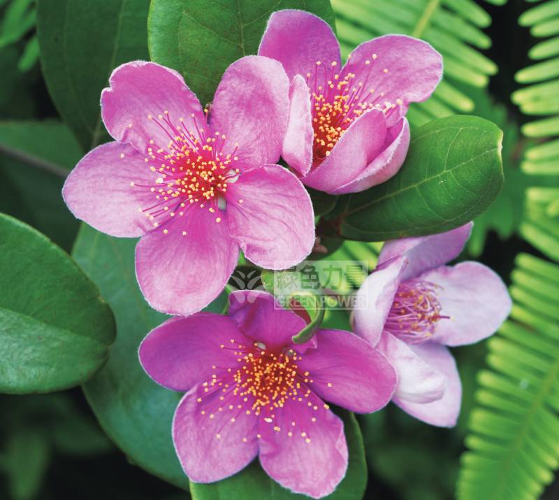 生物放大鏡 | 逃命之果 — 桃金娘